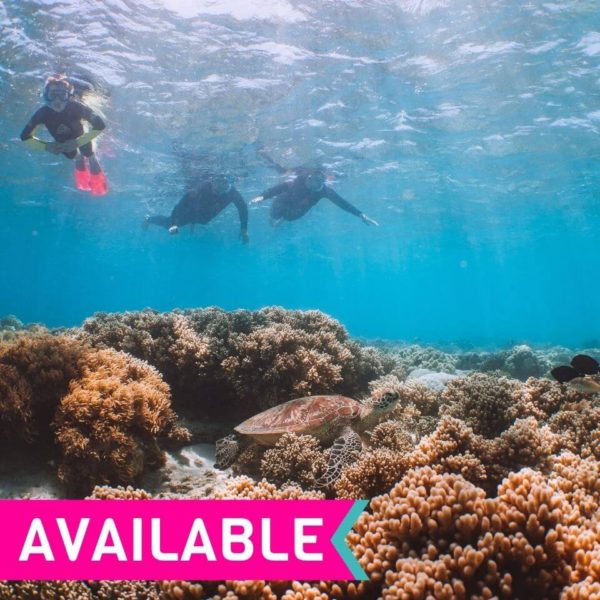 Great Barrier Reef Tours | Great Barrier Reef Snorkeling & Diving Day ...