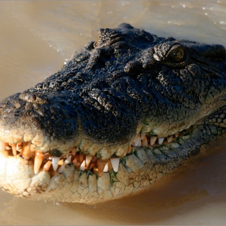 4 Days Kakadu, Katherine & Litchfield Tour $1795