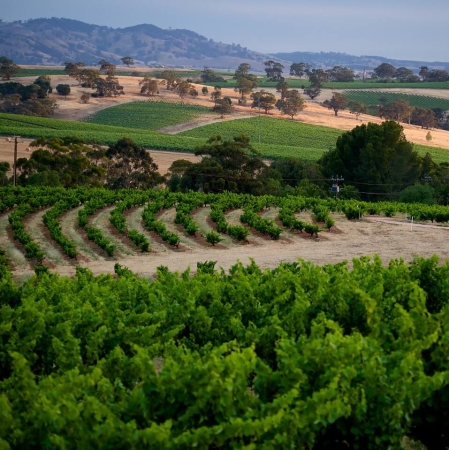 1 Day Barossa Valley Winery Tour $169